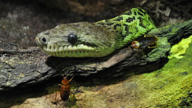 Ваши фото на тему "Цвет: зеленый" - BBC News Русская служба