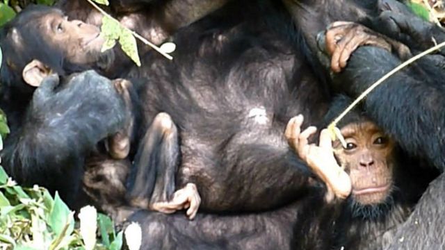 Как самка шимпанзе заботилась о своем больном детеныше - BBC News ...