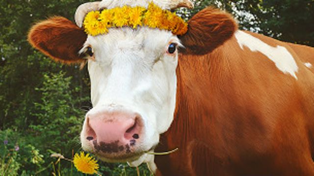 ¿Por qué no todos vemos los colores de la misma forma? - BBC News Mundo