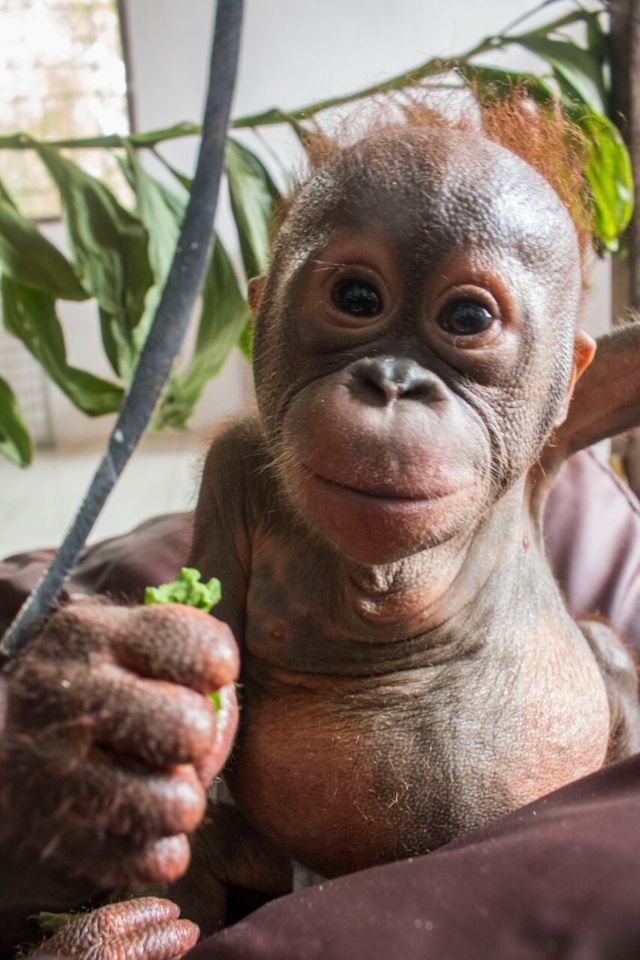 #Trensosial : Gito, bayi orang utan yang ditemukan seperti 'mumi ...