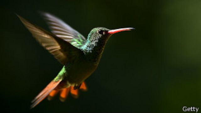 Cómo los colibríes evitan recalentarse pese al frenético movimiento de ...