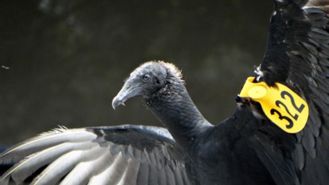 Gallinazo avisa: las aves de rapiña equipadas con GoPro para detectar ...