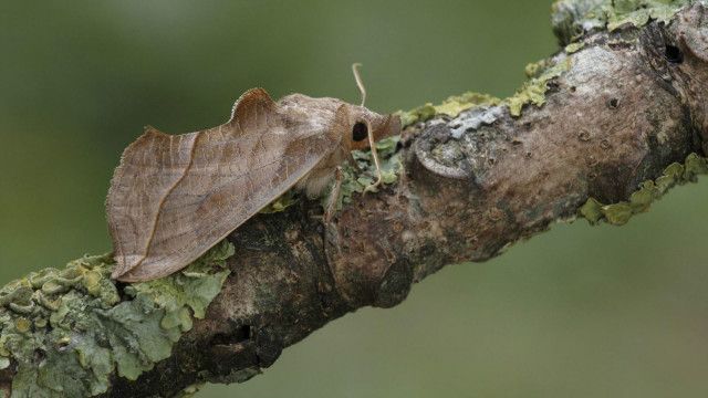 Conheça sete animais 'vampiros' - BBC News Brasil