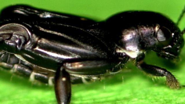 Gyaren da ya mayar da kan ruwa kamar doron kasa - BBC News Hausa