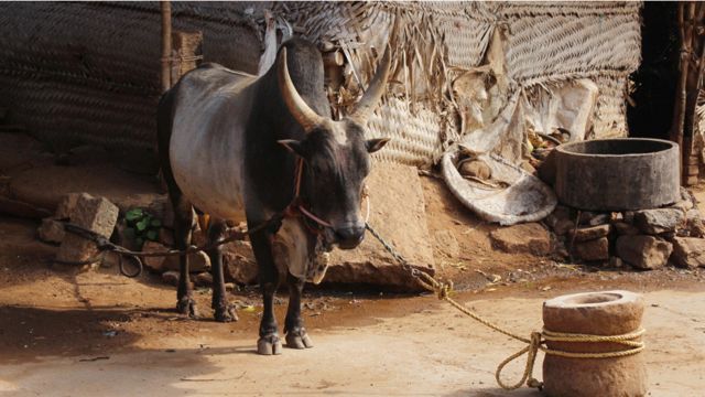 El clamor por el Jallikattu, la impresionante corrida de toros donde no ...