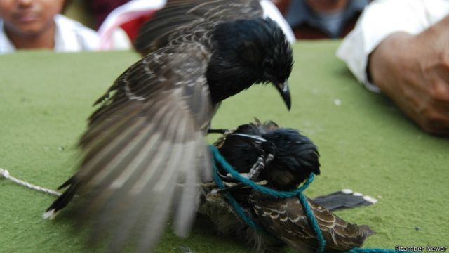 माघ बिहू पर इस बार नहीं लड़ेंगी बुलबुलें - BBC News हिंदी