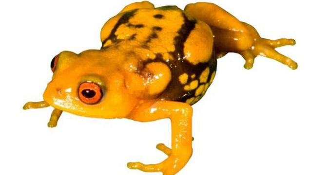 El científico que le debe la fama a una extraña rana púrpura - BBC News ...