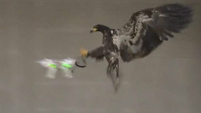 Tai kuteka ndege zisizokuwa na rubani Uholanzi - BBC News Swahili