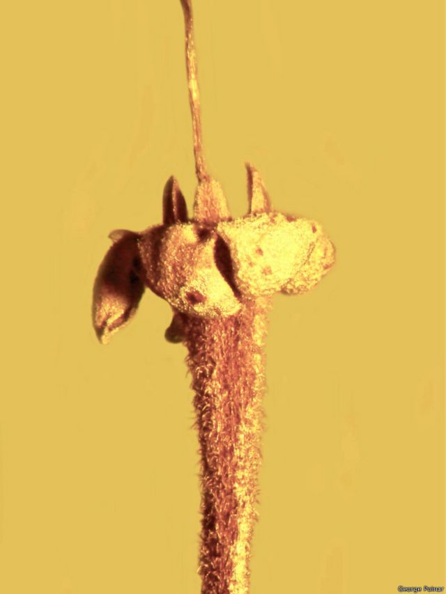 La impresionante flor de hace 15 millones de años que permanece intacta ...