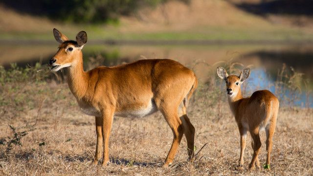 ¿Existen animales verdaderamente monógamos? - BBC News Mundo