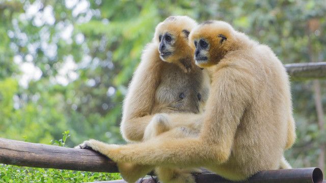 ¿Existen animales verdaderamente monógamos? - BBC News Mundo