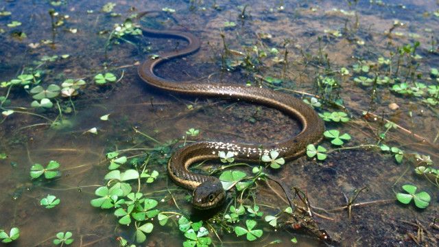 Macacos 'marinheiros': Teoria indica que animais cruzaram Atlântico ...