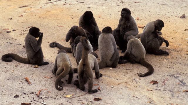 Macacos 'marinheiros': Teoria indica que animais cruzaram Atlântico ...