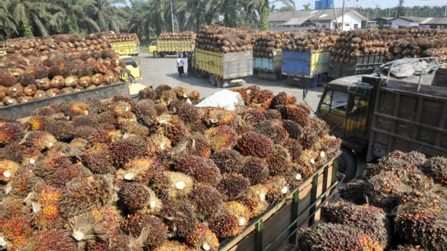 Upaya memastikan bisnis kelapa sawit Indonesia ramah lingkungan - BBC ...