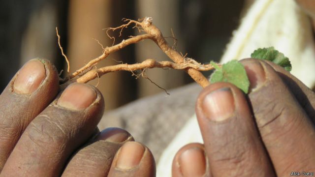 यह खेती कभी धोखा नहीं देती.. - BBC News हिंदी