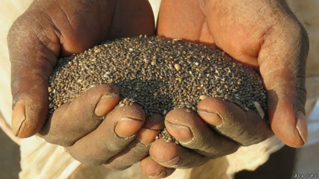 यह खेती कभी धोखा नहीं देती.. - BBC News हिंदी