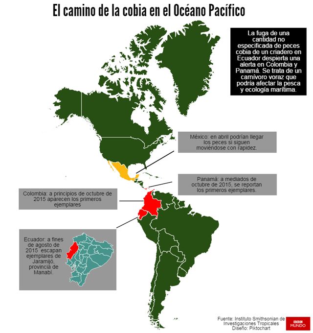 Cobia, el pez depredador que escapó de un criadero en Ecuador y ahora ...