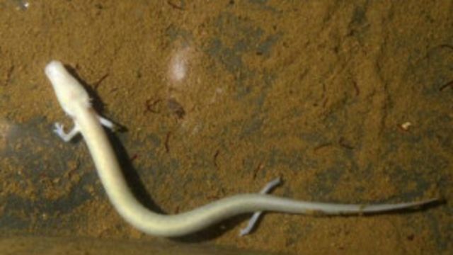 Huevos de olm: nace uno de los "dragones" que tienen en vilo a ...