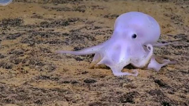 科學家發現新品種章魚酷似小精靈卡斯柏 - BBC News 中文