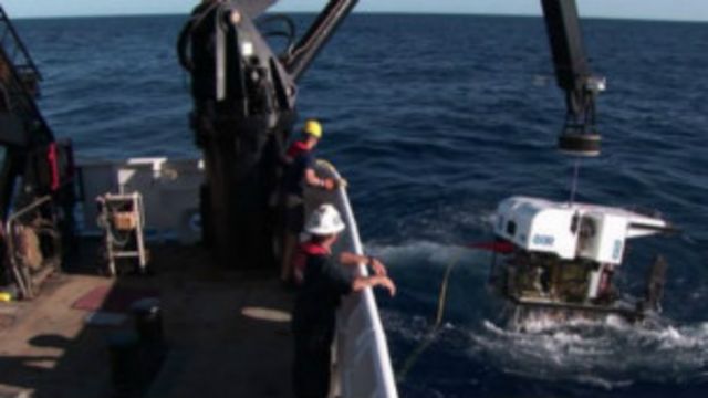 Un pulpo "fantasmagórico", nueva especie descubierta en aguas del ...