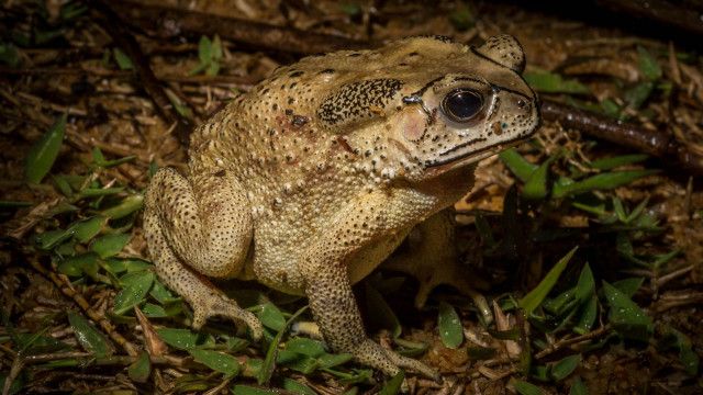 Invasão de sapos venenosos desafia ecologistas em ilha africana - BBC ...