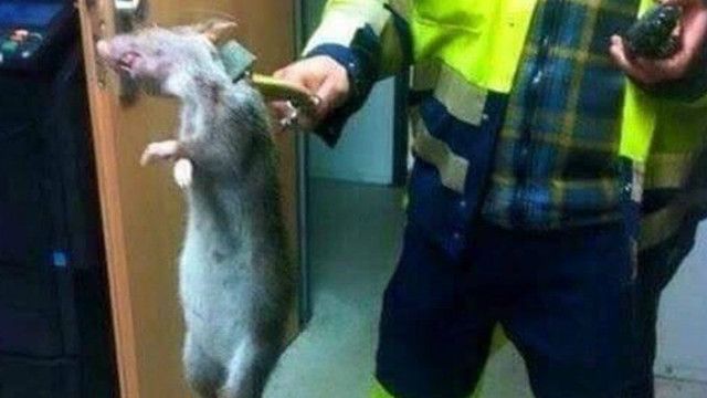 #TrenSosial: Kisah tentang tikus got raksasa di London - BBC News Indonesia