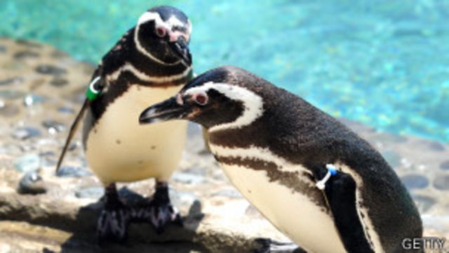 La verdadera historia de DinDim, el pingüino que fue salvado por un ...