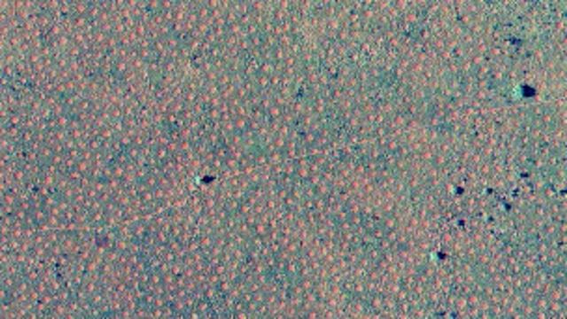 ¿Qué son los misteriosos "círculos de hadas" y qué tienen que ver con ...