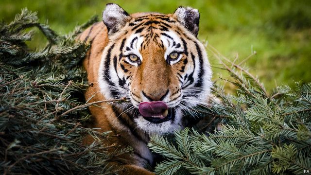 Populasi harimau di alam liar naik menjadi 3.900 - BBC News Indonesia