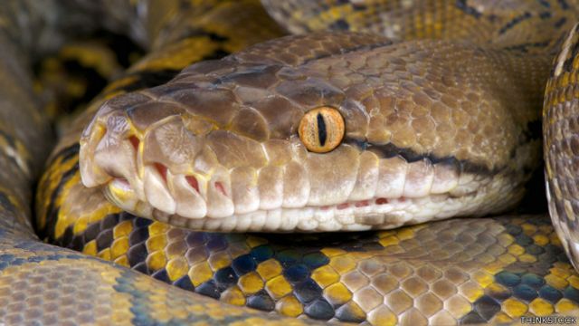 La misteriosa muerte de una de las pitones más largas del mundo - BBC ...