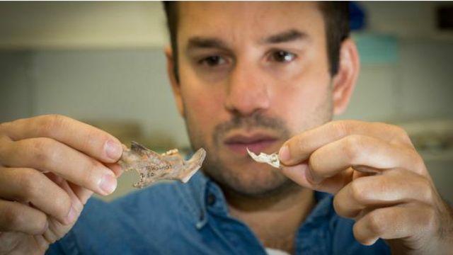 Tikus-tikus terbesar di dunia - BBC News Indonesia