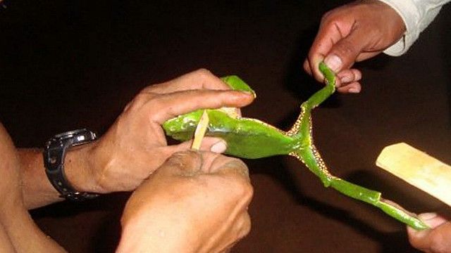 O veneno de rã que é usado como remédio na Amazônia - BBC News Brasil