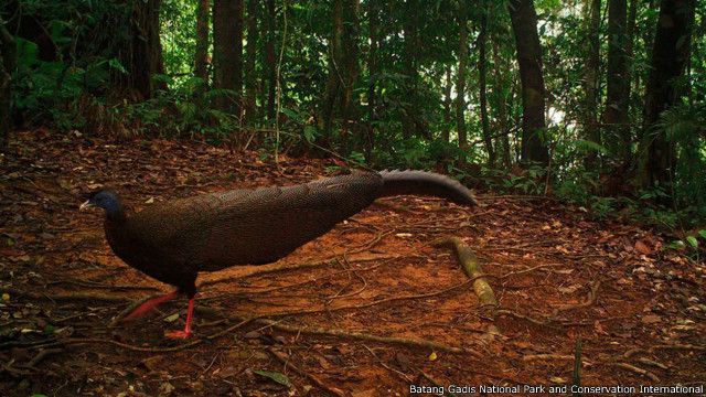 Binatang langka dan terancam punah yang tertangkap kamera di Indonesia ...