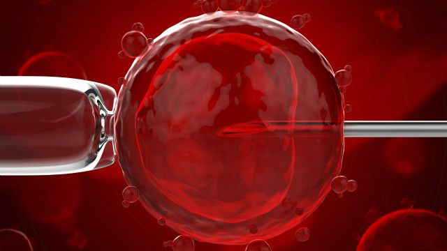 Cientistas obtém visão inédita de início da vida em embriões - BBC News ...