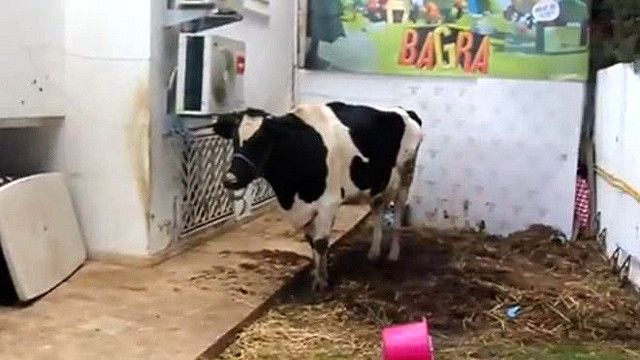 গেম খেলে গরু লাভ - BBC News বাংলা