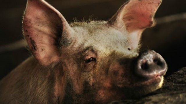 Wanasayansi China watumia nguruwe kutibu upofu - BBC News Swahili