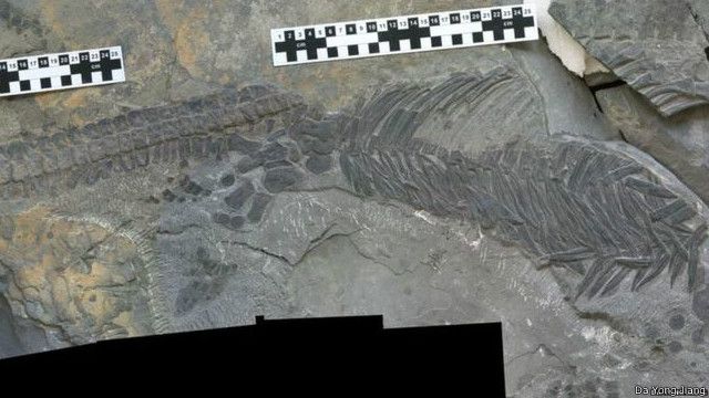 Fosil isyaratkan kepunahan massal 250 juta tahun lalu - BBC News Indonesia