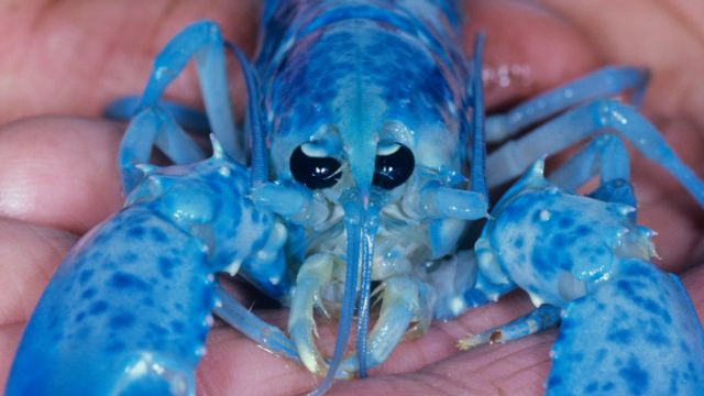 El excepcional hallazgo de dos langostas azules - BBC News Mundo