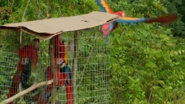 Burung nuri merah kembali ke surga - BBC News Indonesia