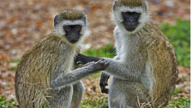 Daanyeer korontada ka jaray Kenya - BBC News Somali