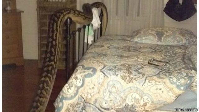 У спальню до австралійки заповз гігантський пітон - BBC News Україна