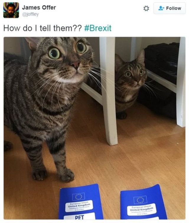 "Bagaimana saya beritahu kucing?" - Reaksi atas Brexit - BBC News Indonesia