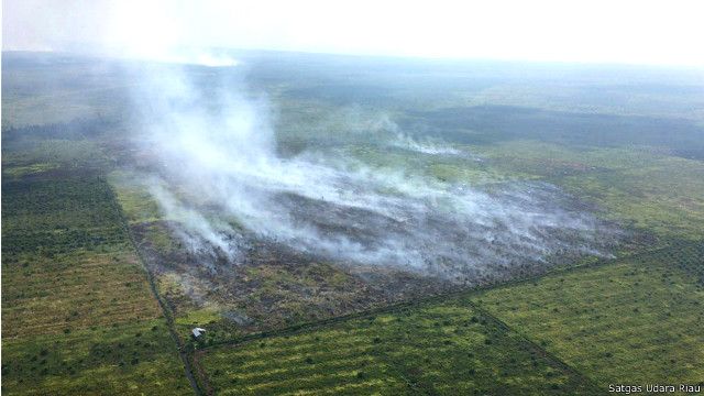 Sepanjang 2016, tiada perusahaan jadi tersangka pembakar hutan dan lahan di Riau - BBC News ...
