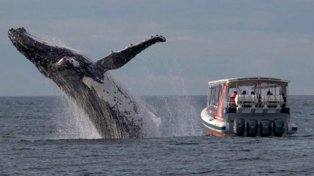 Nyangumi nusura azamishe boti la watalii - BBC News Swahili