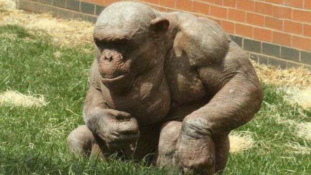 Simpanse tak berbulu bintang internet, mati mendadak - BBC News Indonesia