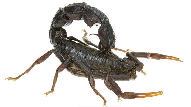 Hewan-hewan dengan sengat paling mematikan - BBC News Indonesia