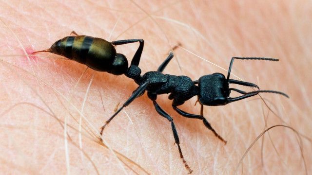 Hewan-hewan dengan sengat paling mematikan - BBC News Indonesia