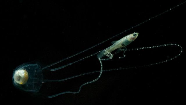 Hewan-hewan dengan sengat paling mematikan - BBC News Indonesia