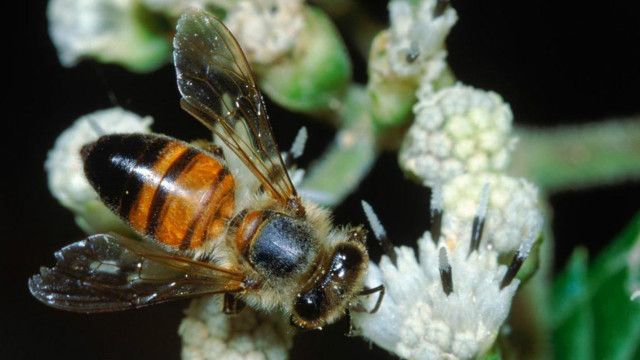 Hewan-hewan dengan sengat paling mematikan - BBC News Indonesia