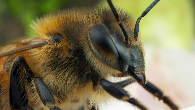Hewan-hewan dengan sengat paling mematikan - BBC News Indonesia